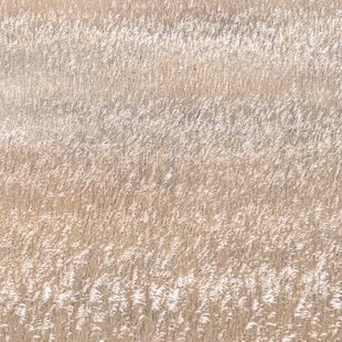 Condoleancekaart wuivend riet in de wind | Kaartje2go