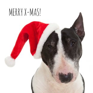 Dieren kerstkaart- Hond- Bull - Kerstkaarten | Kaartje2go