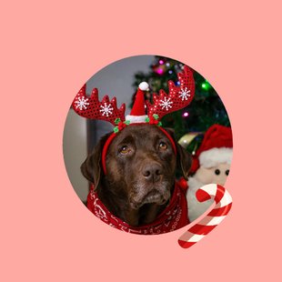 Lieve kerstkaart met hond in kerstmuts | Kaartje2go