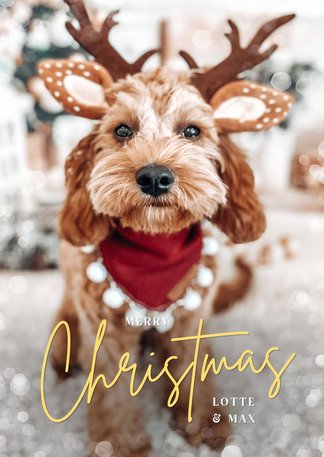 Kerstkaarten met dieren | Kaartje2go