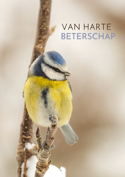 Beterschapskaart winter pimpelmees | Kaartje2go