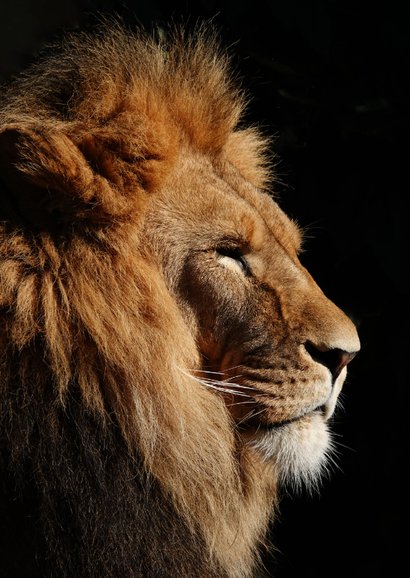 Dierenkaart leeuw'I can feel your power | Kaartje2go Dierenkaart leeuw'I can feel your power | Kaartje2go