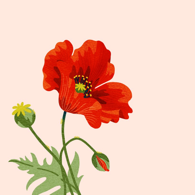 Beterschapskaart met rode klaprozen bloemen | Kaartje2go