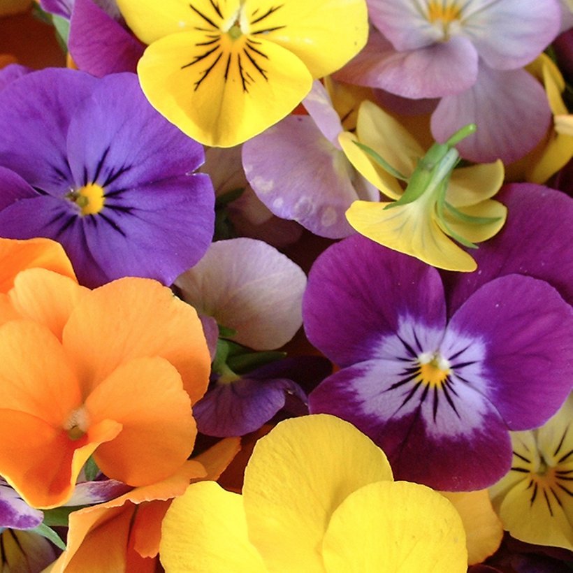 Bloemenkaart viooltjes - Wenskaarten | Kaartje2go