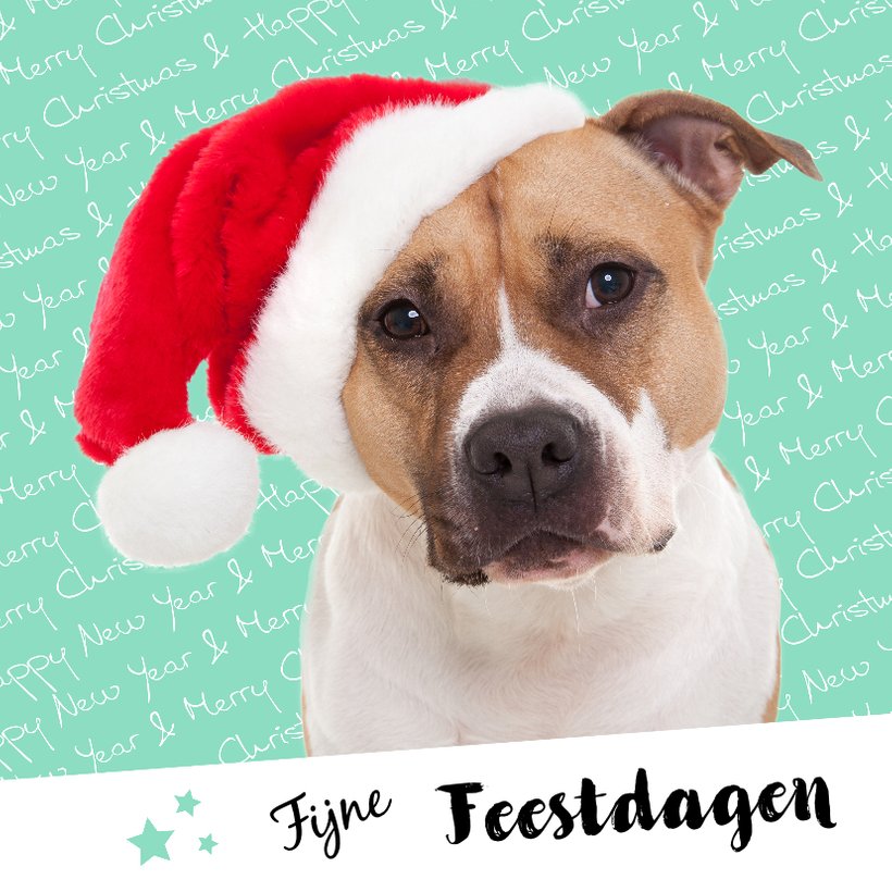 Dieren Kerstkaart- Stafford Kersthond | Kaartje2go