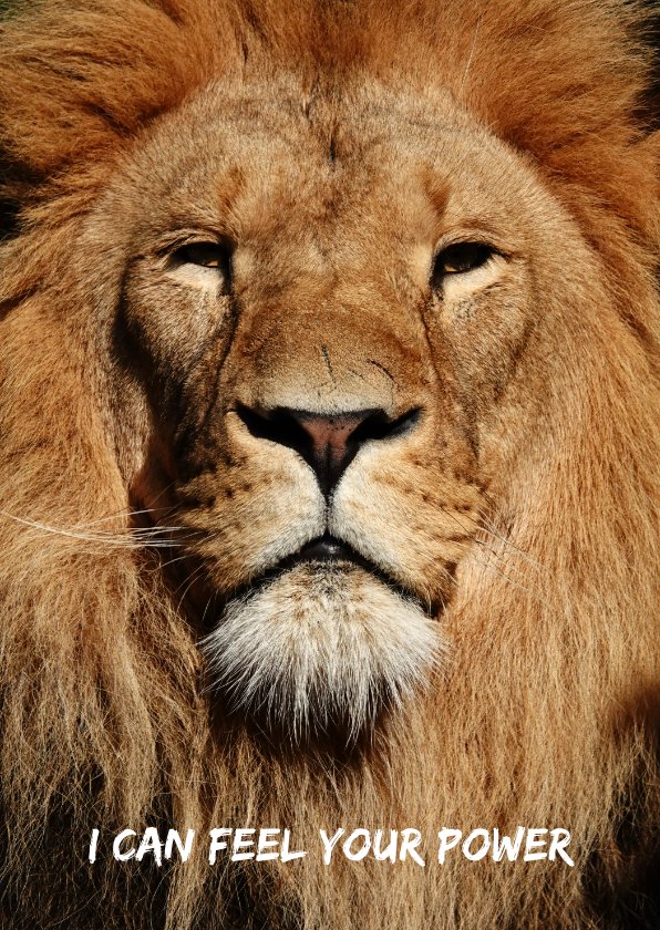 Dierenkaart leeuw'I can feel your power | Kaartje2go Dierenkaart leeuw'I can feel your power | Kaartje2go