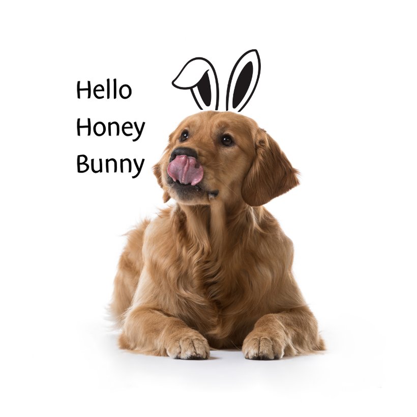 KNGF Geleidehond paaskaart hello honey bunny | Kaartje2go