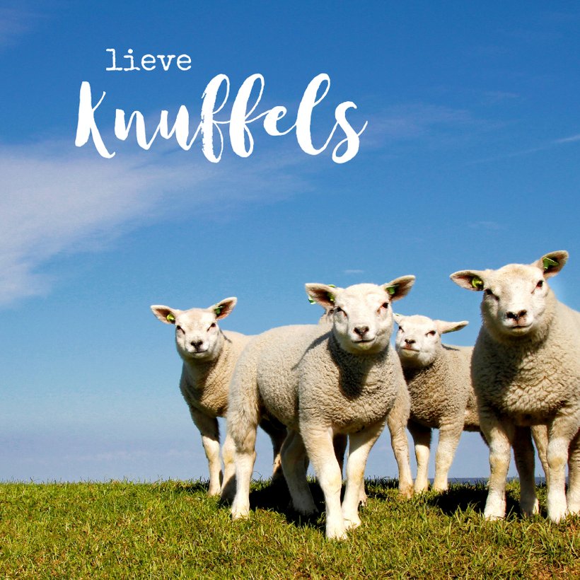 Lieve Knuffels Lammetjes- Lente | Kaartje2go