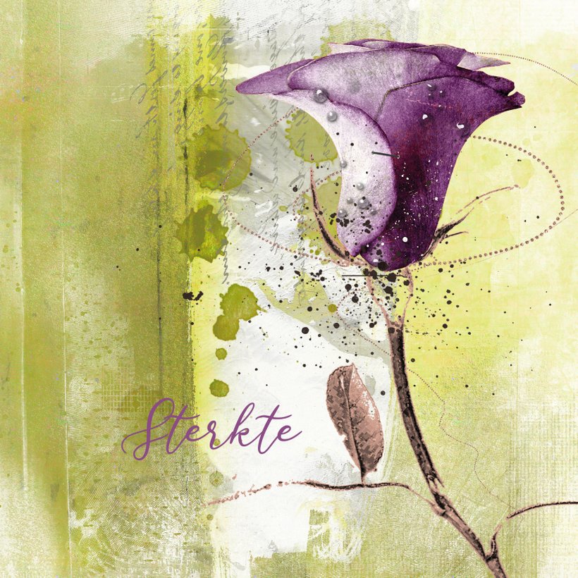 Sterktekaart paarse roos op groen | Kaartje2go