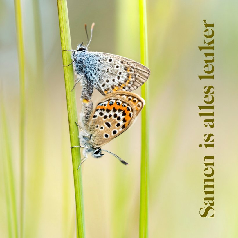 Wenskaart met parende vlinders - Wenskaarten | Kaartje2go
