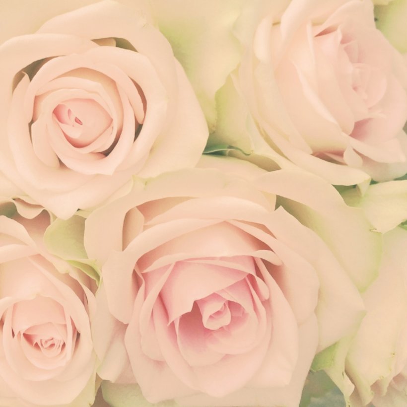 zachte rozen 2 - Wenskaarten | Kaartje2go