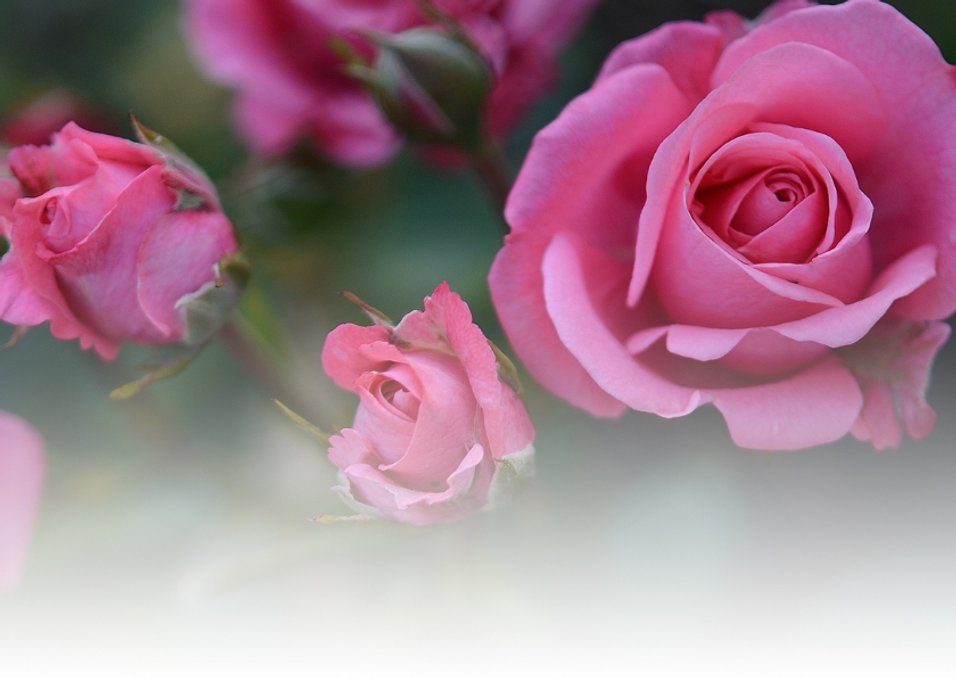 Bloemenkaart rozen veel liefs - Wenskaarten | Kaartje2go