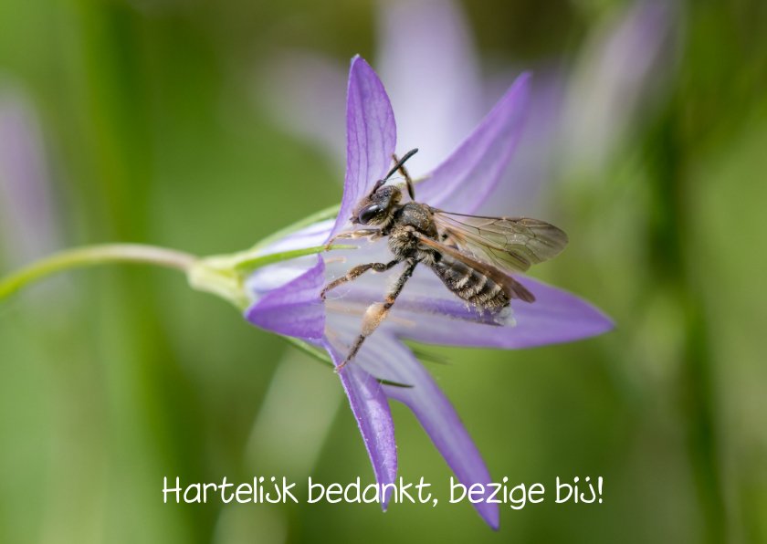 Dierenkaart met een bezige bij in paarse bloem | Kaartje2go
