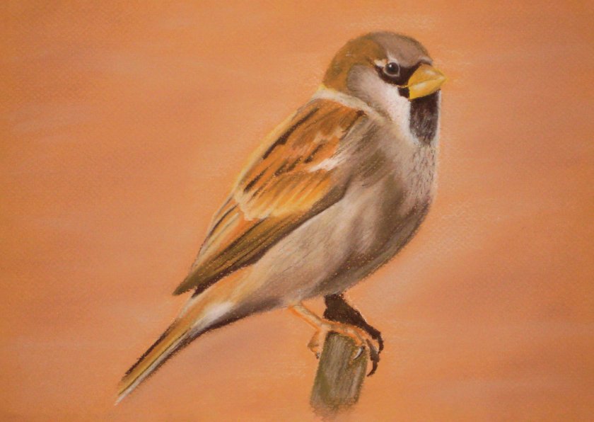 Kunstkaart mus in pastel - Wenskaarten | Kaartje2go