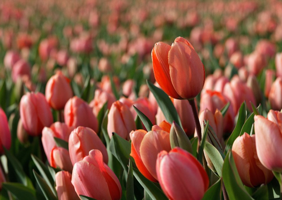 Rood roze tulp in tulpenveld - Wenskaarten | Kaartje2go