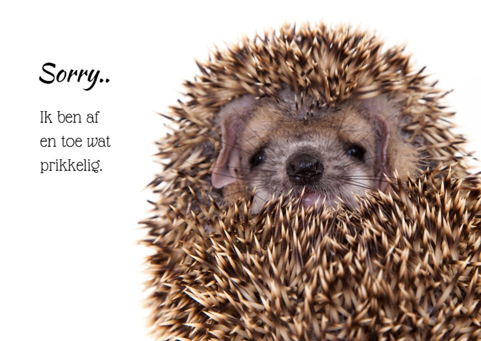 Sorry kaart- Lief prikkelig egeltje | Kaartje2go