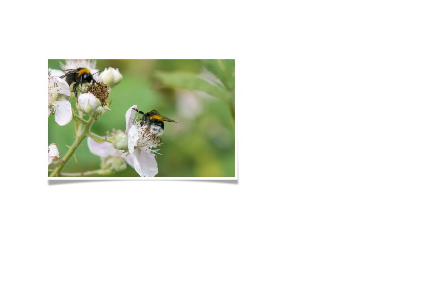 Wenskaart met een bezige bij op een roze bloem | Kaartje2go