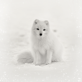 Witte kerstkaart met een natuurfoto van een | Kaartje2go